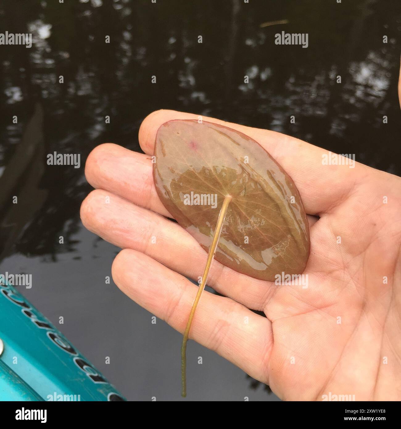 Watershield (Brasenia schreberi) Plantae Stock Photo - Alamy