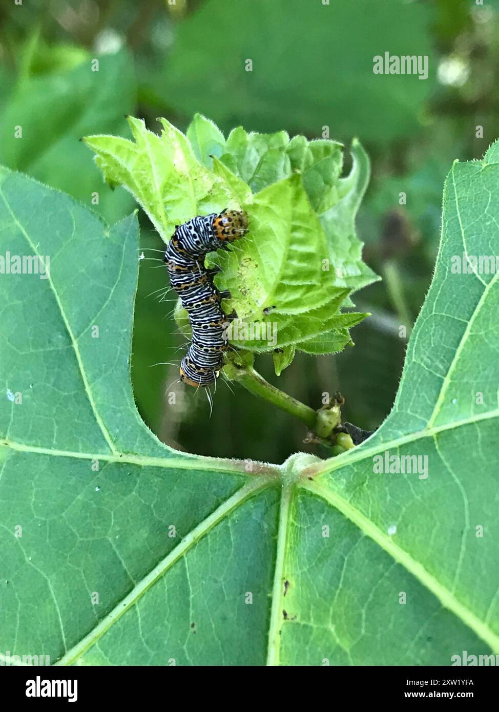Eight-spotted Forester Moth (Alypia octomaculata) Insecta Stock Photo ...