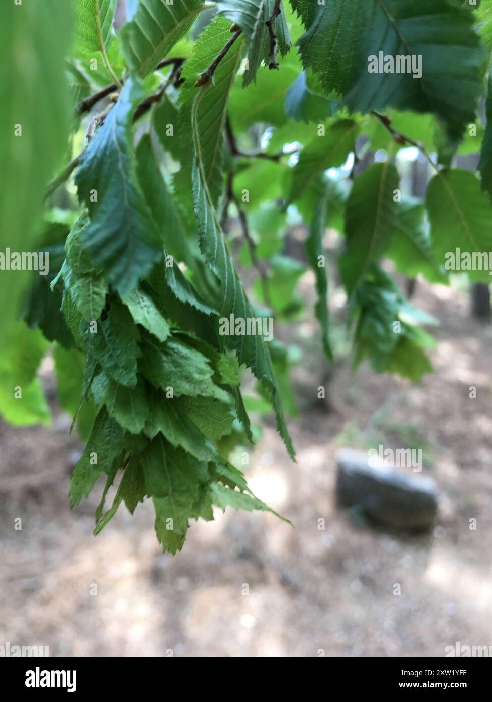 Eastern Hornbeam (Carpinus orientalis) Plantae Stock Photo - Alamy