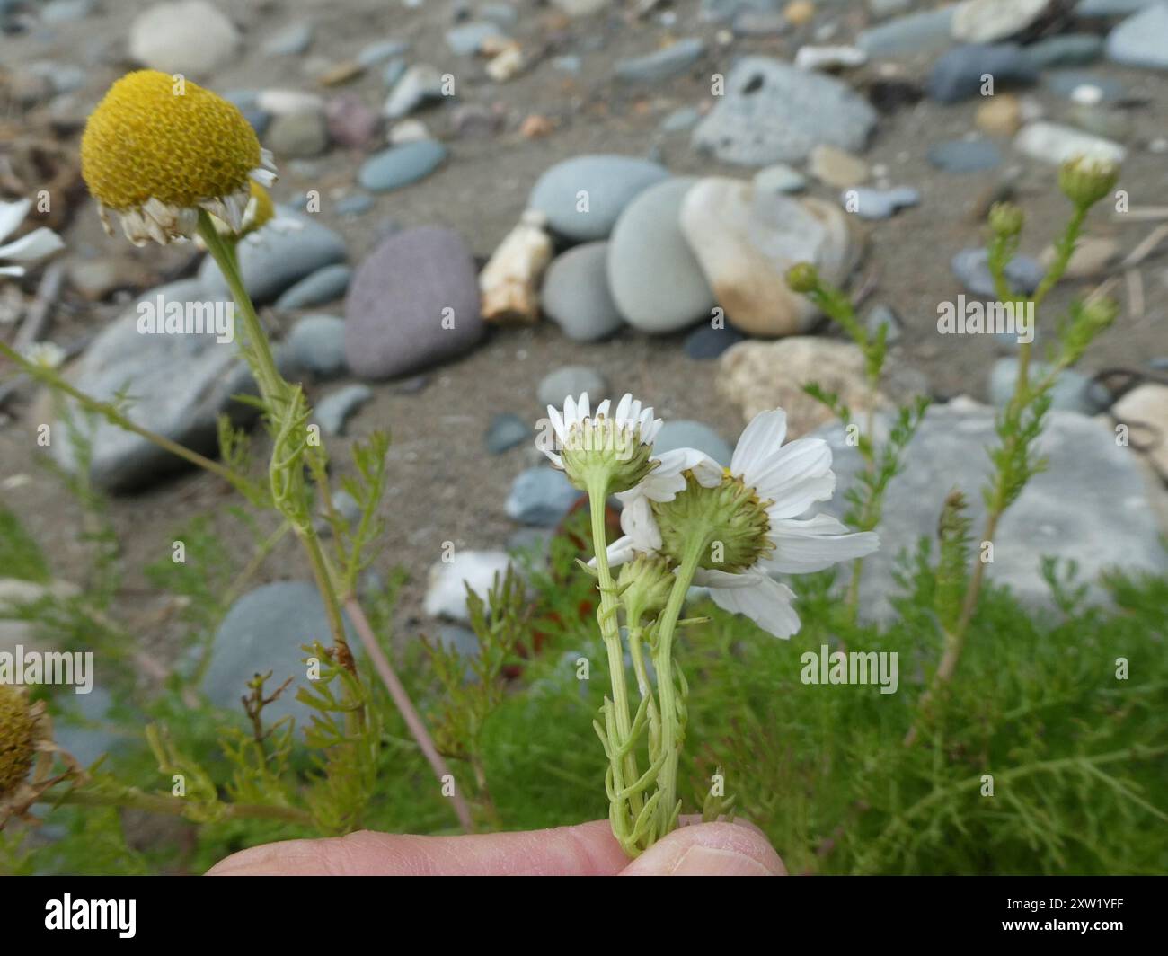 Sea Mayweed (Tripleurospermum maritimum) Plantae Stock Photo - Alamy