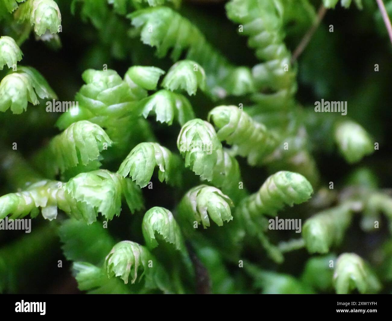 plants (Plantae) Plantae Stock Photo - Alamy