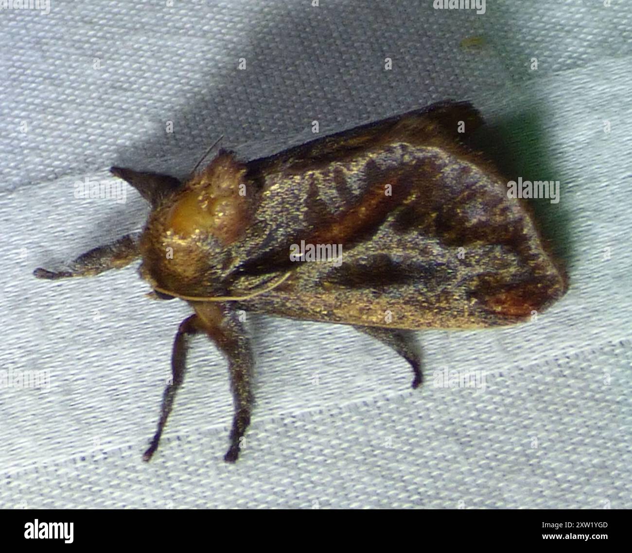 Saddleback Caterpillar Moth (Acharia stimulea) Insecta Stock Photo - Alamy