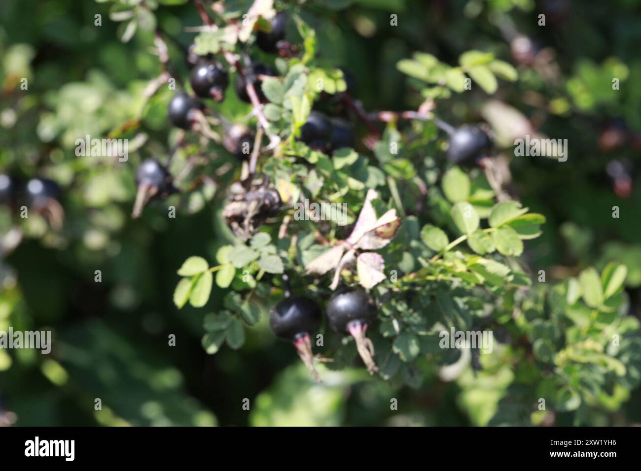 Burnet Rose (Rosa spinosissima) Plantae Stock Photo - Alamy