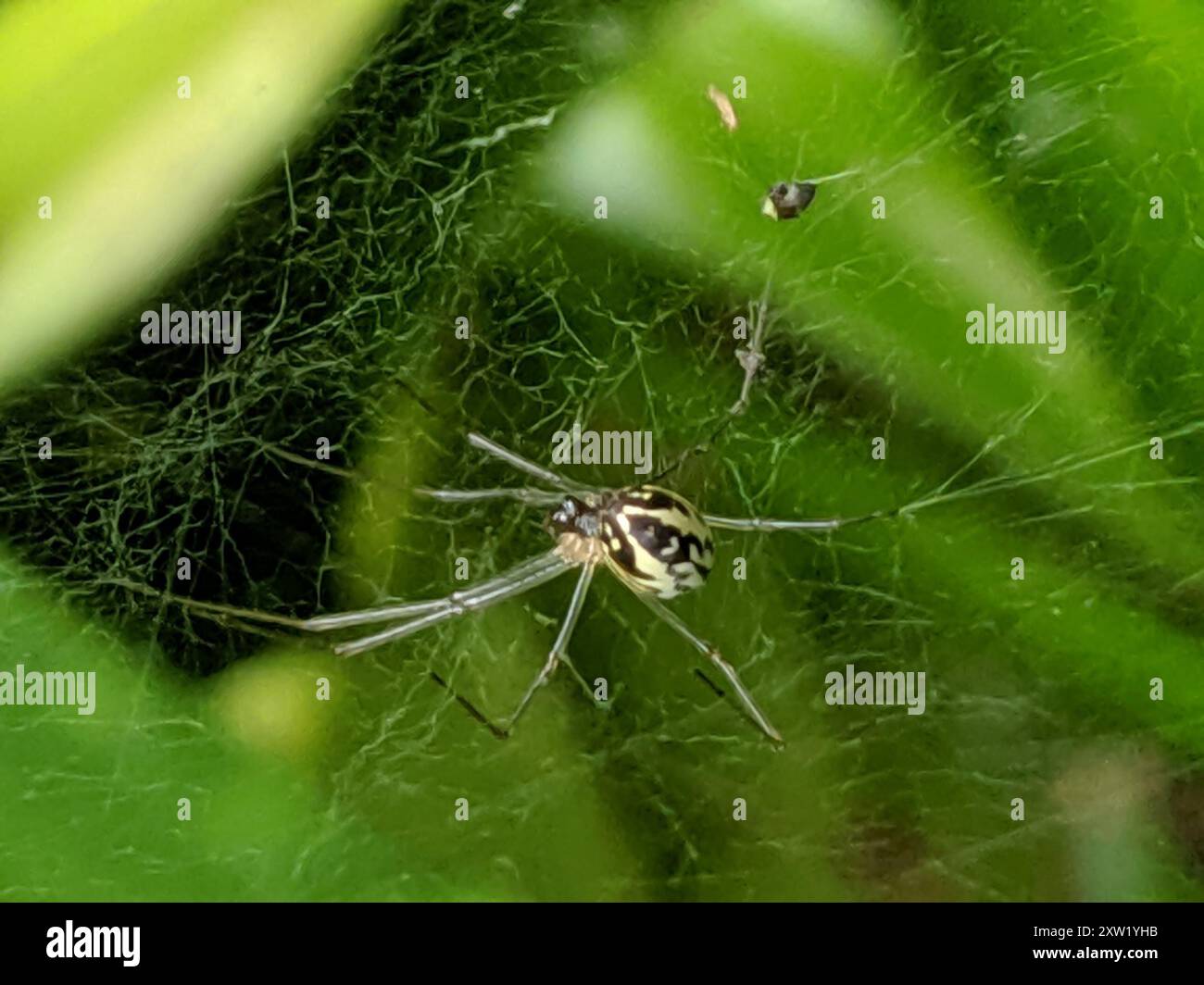 Sierra Dome Spider (Neriene litigiosa) Arachnida Stock Photo - Alamy