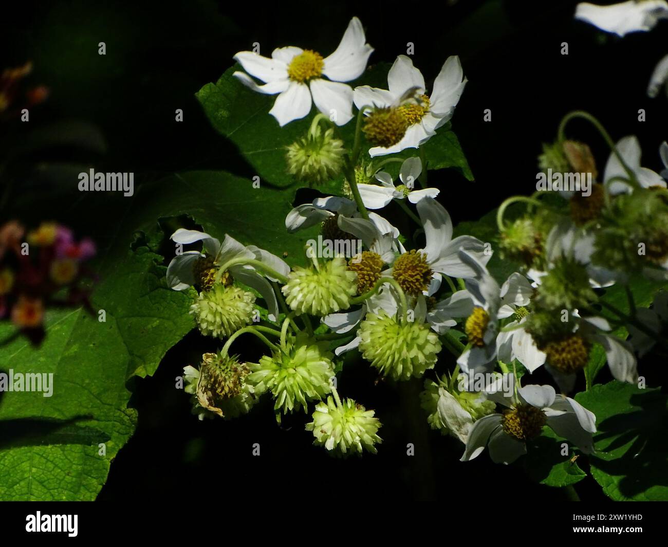 Tree Daisy (Montanoa grandiflora) Plantae Stock Photo - Alamy