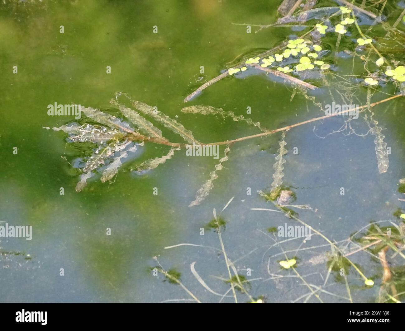Curly-leaf Pondweed (Potamogeton crispus) Plantae Stock Photo - Alamy