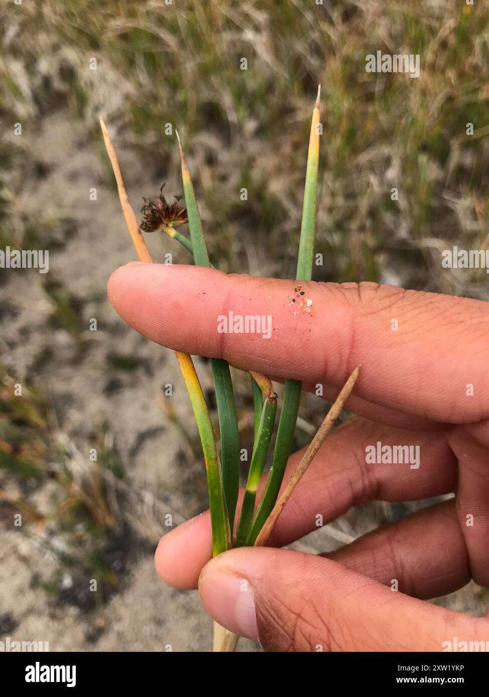 Brown-headed Rush (Juncus phaeocephalus) Plantae Stock Photo - Alamy