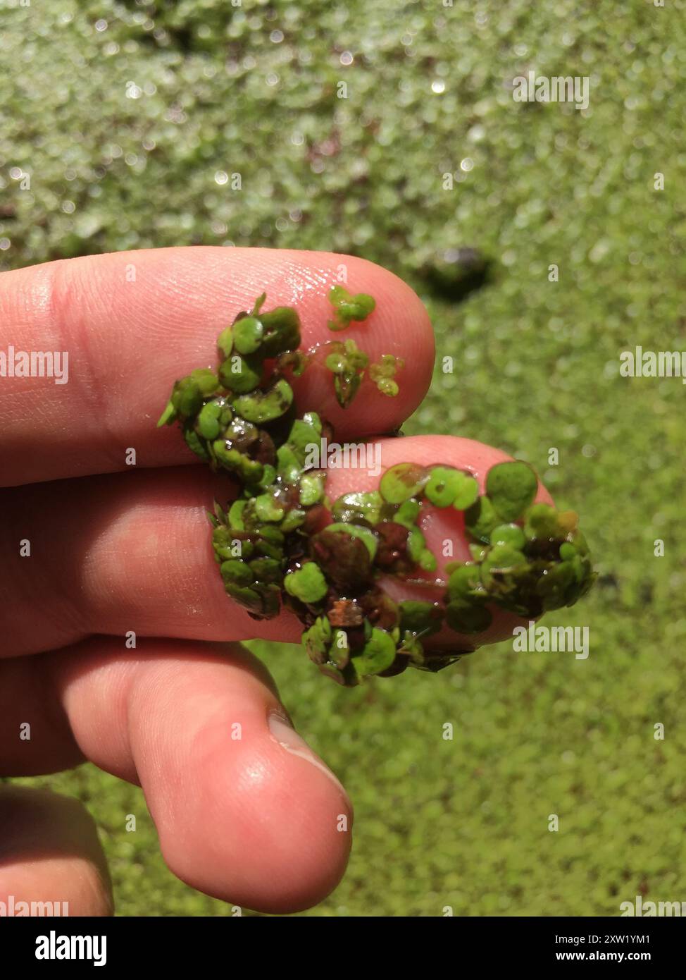greater duckweed (Spirodela polyrhiza) Plantae Stock Photo - Alamy