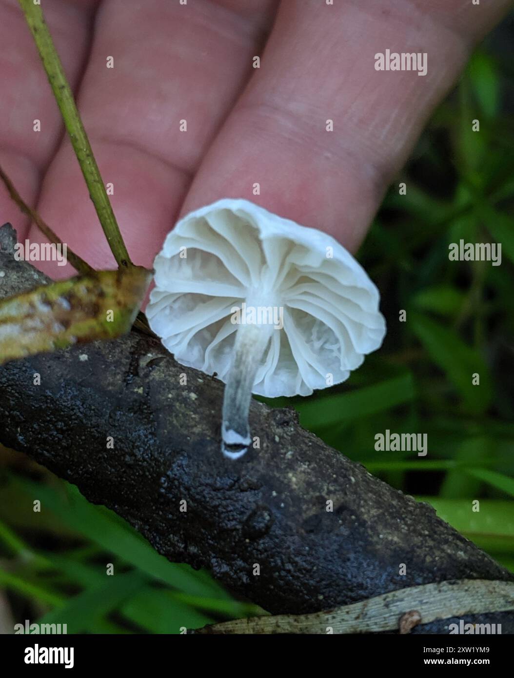 Fairy Parachutes (Marasmiellus candidus) Fungi Stock Photo - Alamy