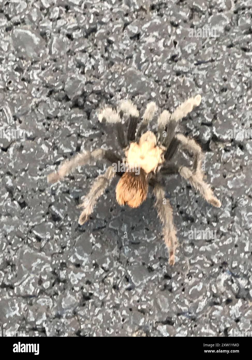 Desert Tarantula (Aphonopelma iodius) Arachnida Stock Photo - Alamy