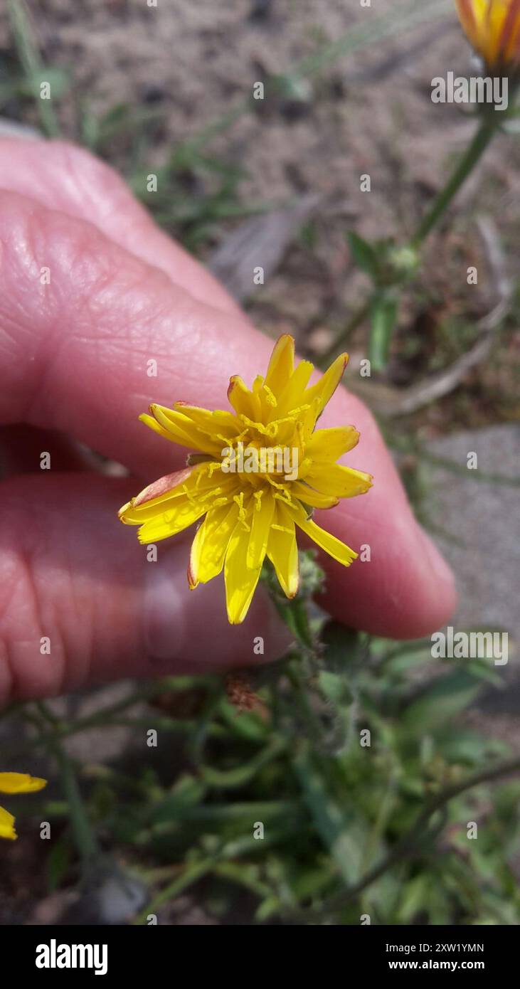 Hawkweed Oxtongue (Picris hieracioides) Plantae Stock Photo - Alamy
