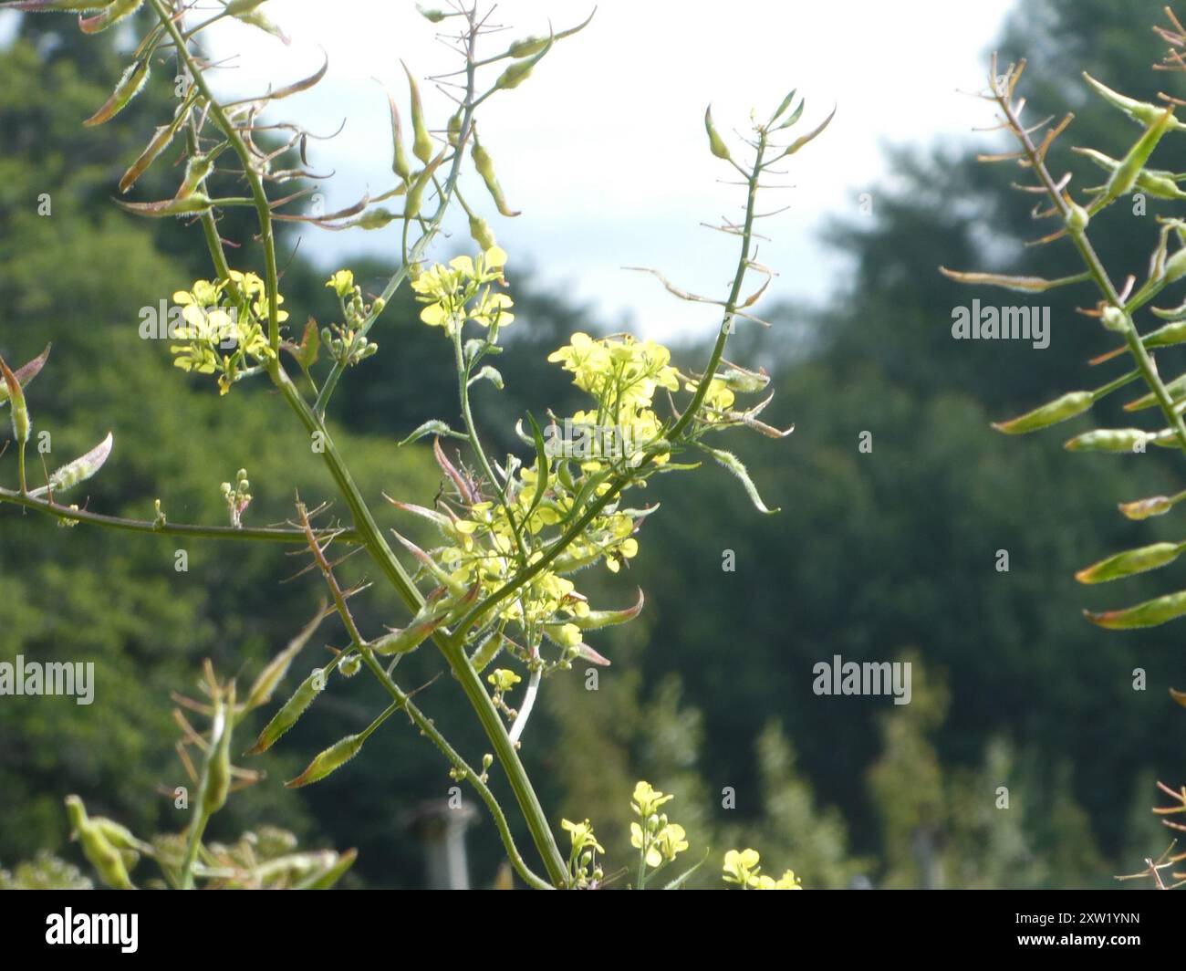White Mustard (Sinapis alba) Plantae Stock Photo - Alamy
