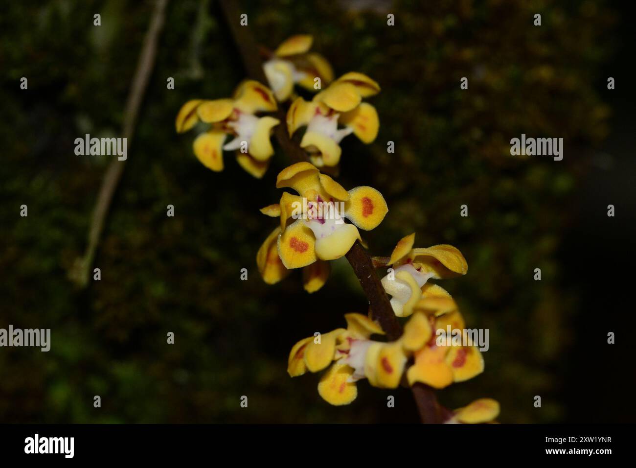 (Smithsonia maculata) Plantae Stock Photo - Alamy