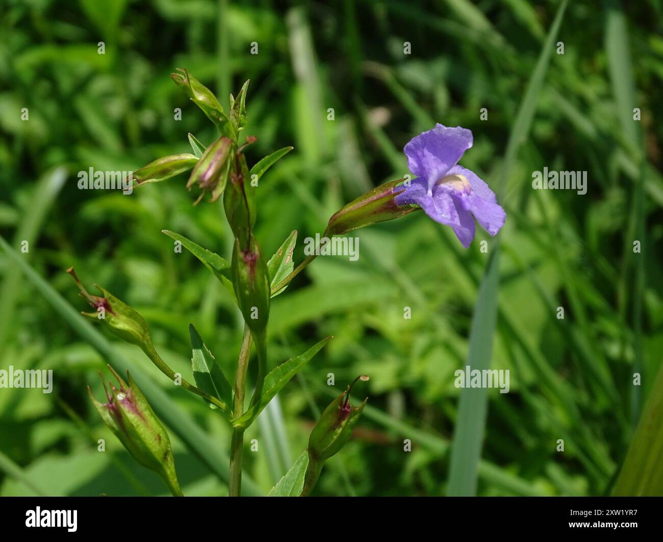 Allegheny monkeyflower (Mimulus ringens) Plantae Stock Photo - Alamy