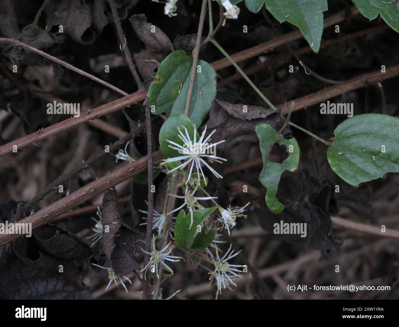 Java Clematis (Clematis javana) Plantae Stock Photo - Alamy