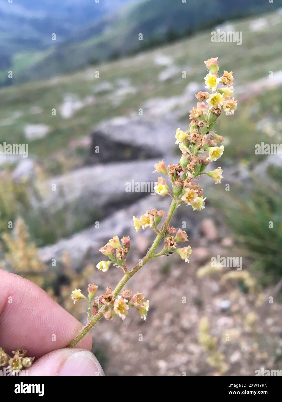 littleleaf alumroot (Heuchera parvifolia) Plantae Stock Photo - Alamy