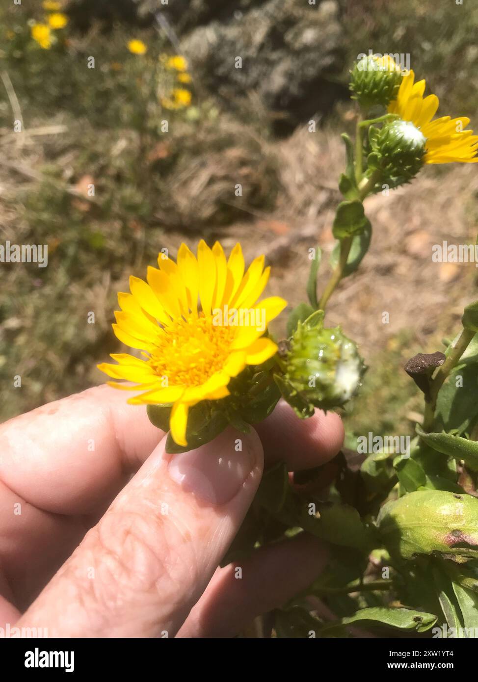 Oregon Gumplant (Grindelia stricta) Plantae Stock Photo - Alamy