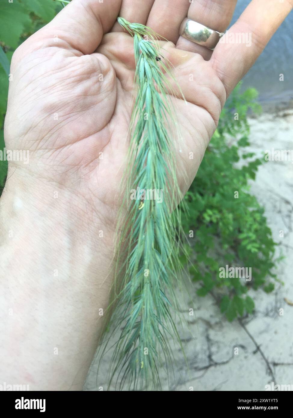 Canada wild rye (Elymus canadensis) Plantae Stock Photo - Alamy
