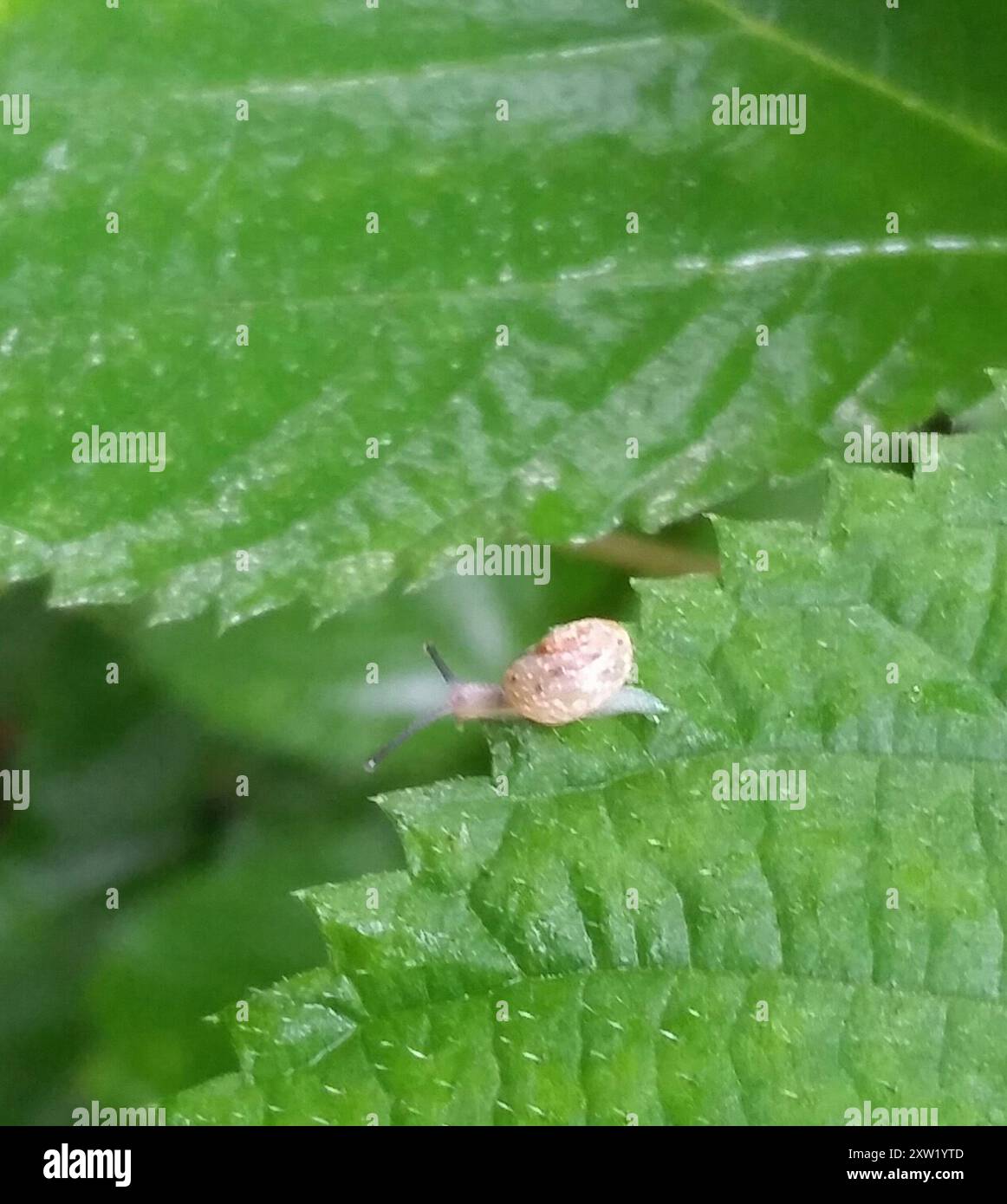 Common Land Snails and Slugs (Stylommatophora) Mollusca Stock Photo - Alamy