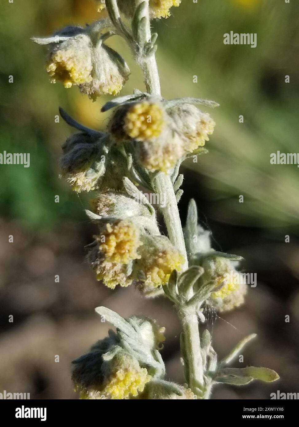 fringed sagebrush (Artemisia frigida) Plantae Stock Photo - Alamy