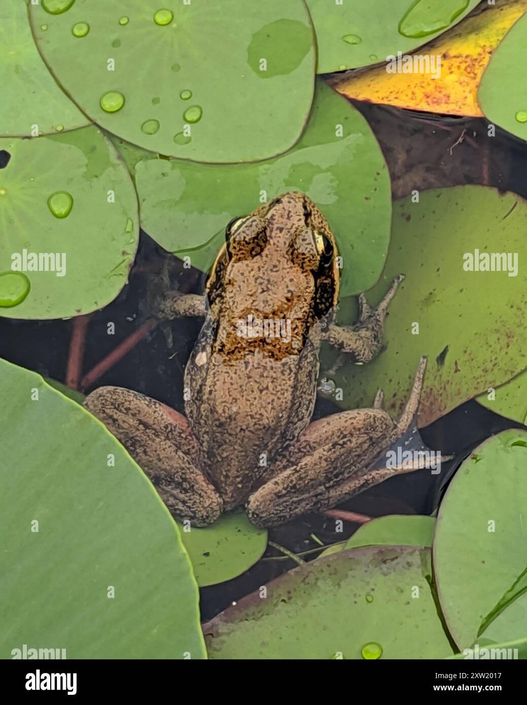 Northern Red-legged Frog (Rana aurora) Amphibia Stock Photo - Alamy