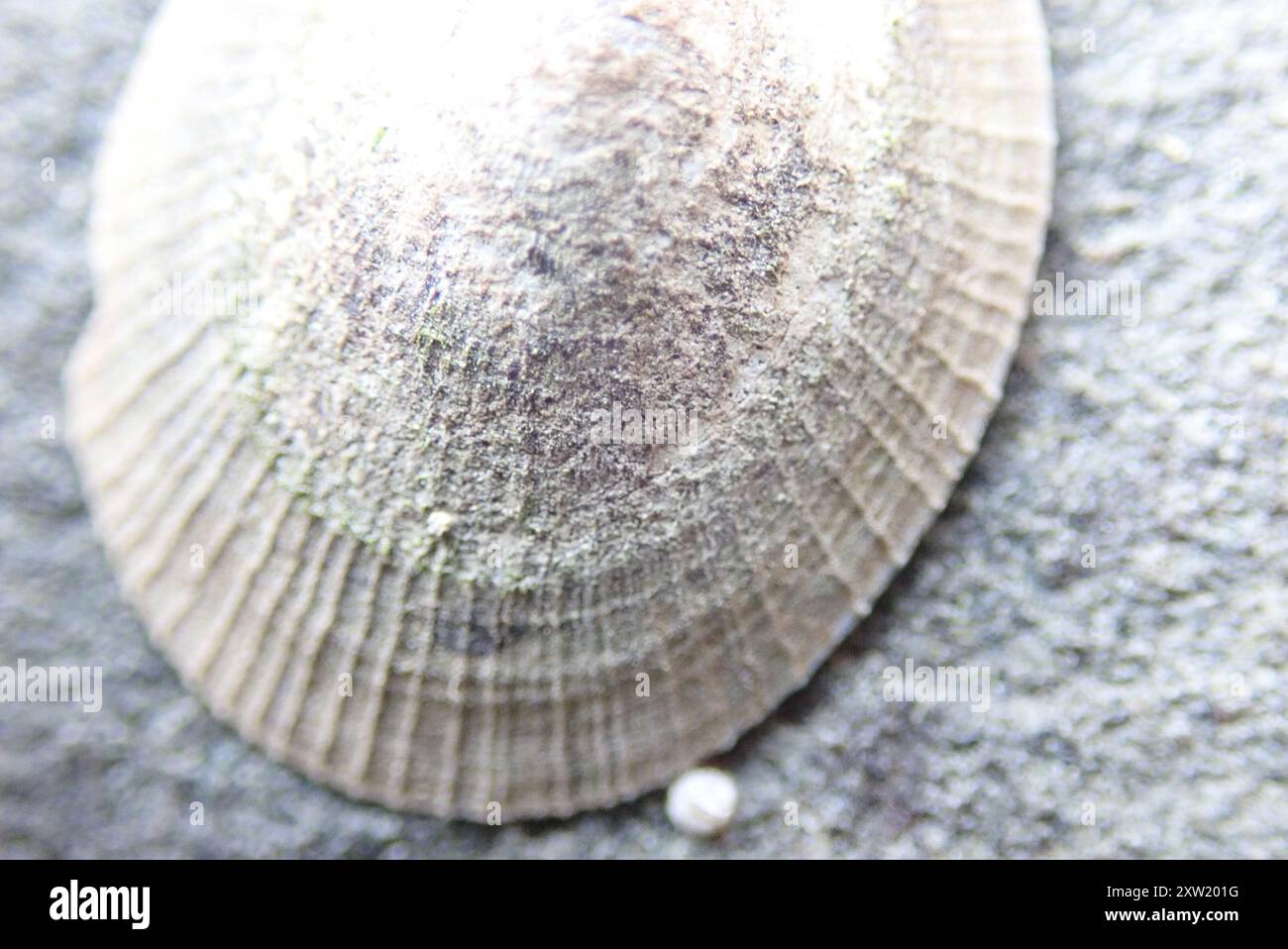 Plate Limpet (Lottia scutum) Mollusca Stock Photo - Alamy