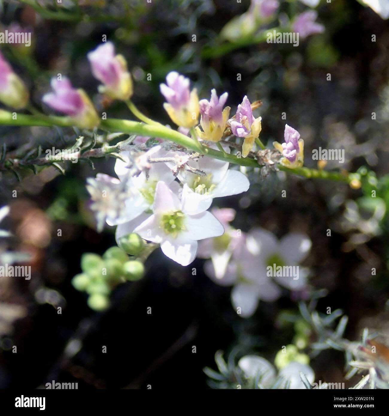 Tree Sunsorrel (Heliophila glauca) Plantae Stock Photo - Alamy