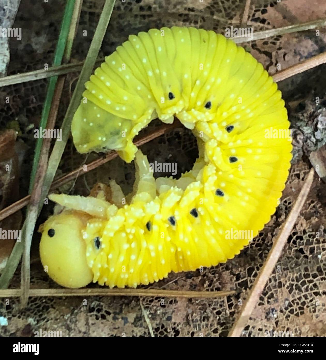 North American Elm Sawfly (Cimbex americanus) Insecta Stock Photo - Alamy