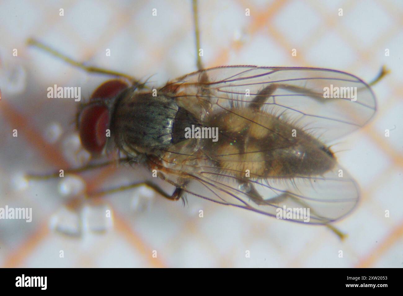 Lesser House Fly (Fannia canicularis) Insecta Stock Photo - Alamy