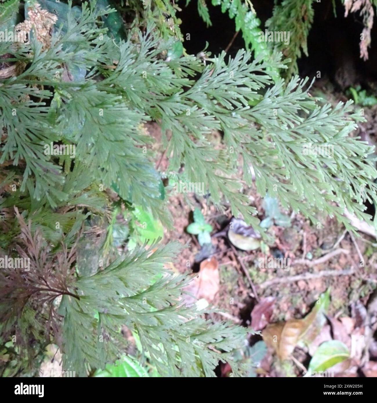 Filmy Ferns and Bristle Ferns (Hymenophyllaceae) Plantae Stock Photo ...