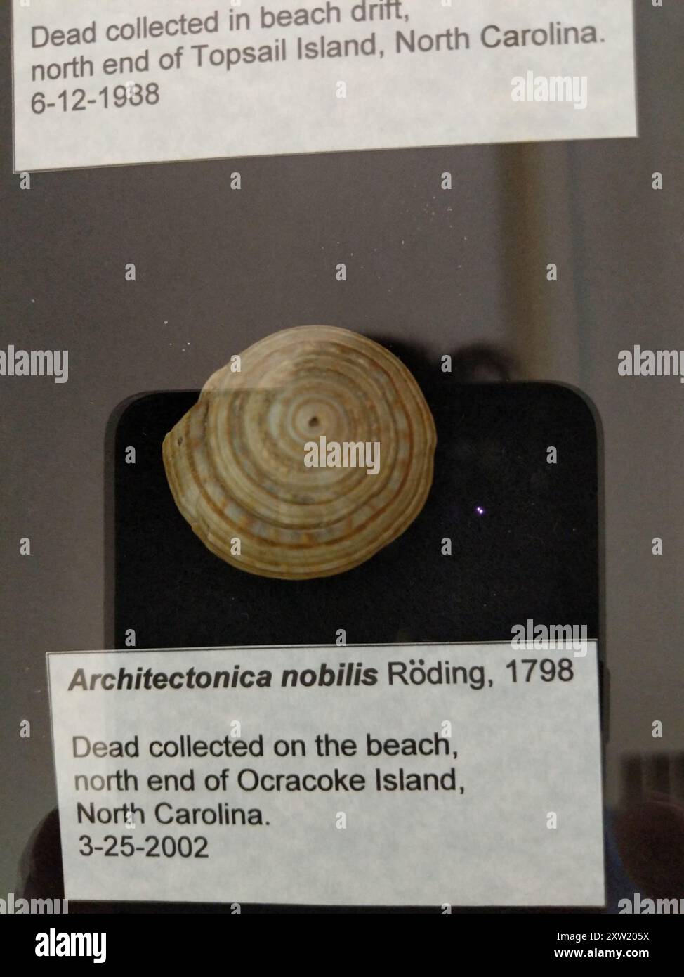 Common Sundial (Architectonica nobilis) Mollusca Stock Photo - Alamy