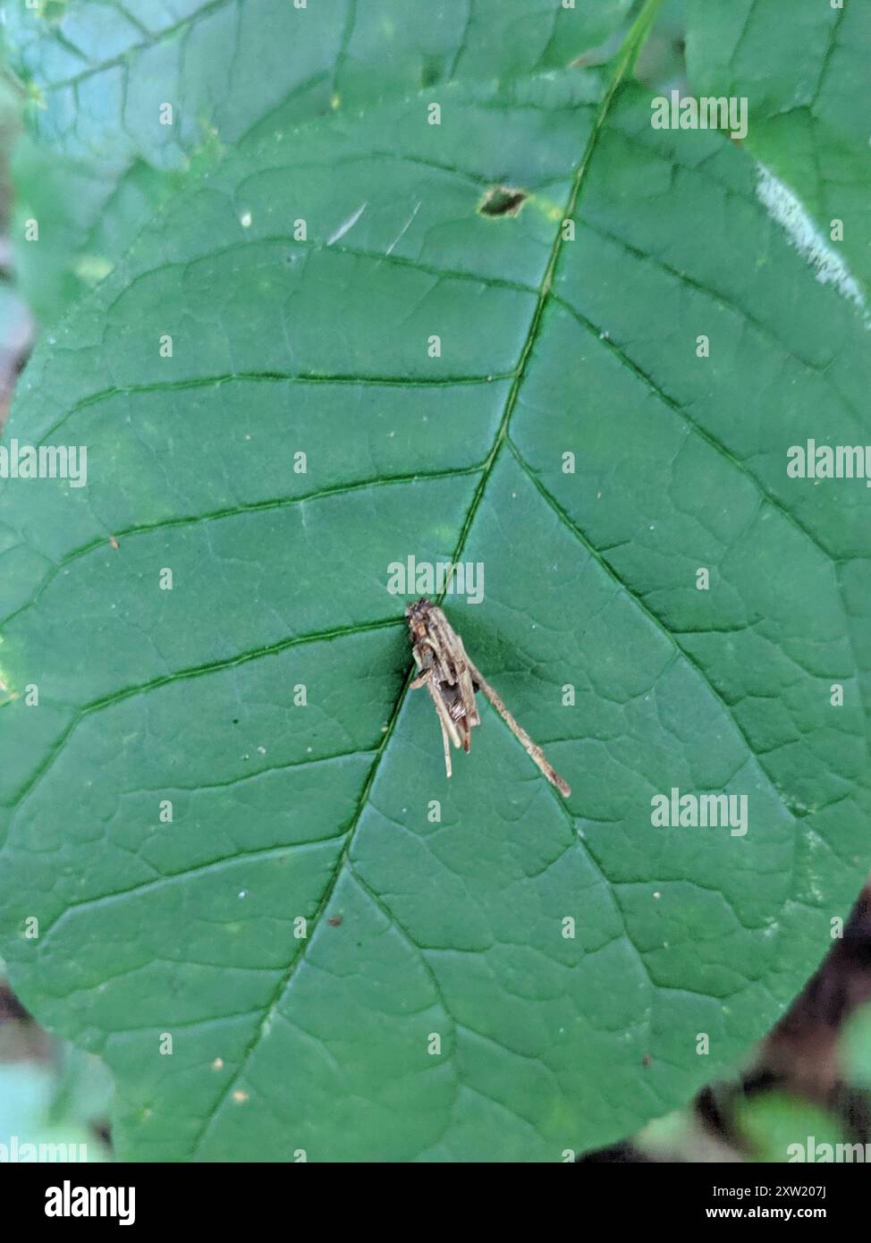 Common Bagworm Moth (Psyche casta) Insecta Stock Photo - Alamy