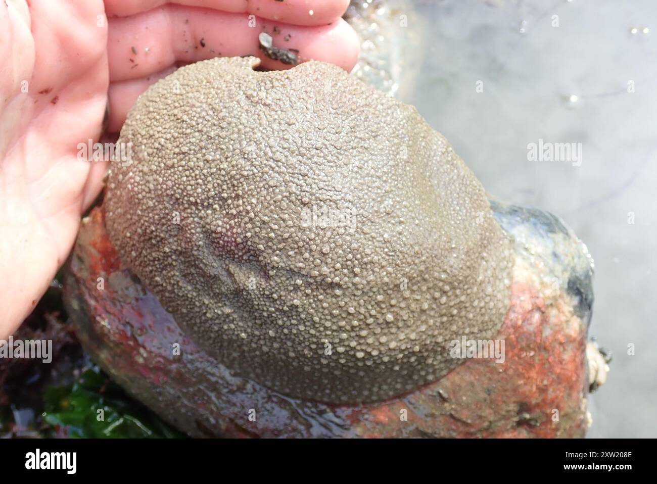 Gumboot Chiton (Cryptochiton stelleri) Mollusca Stock Photo - Alamy
