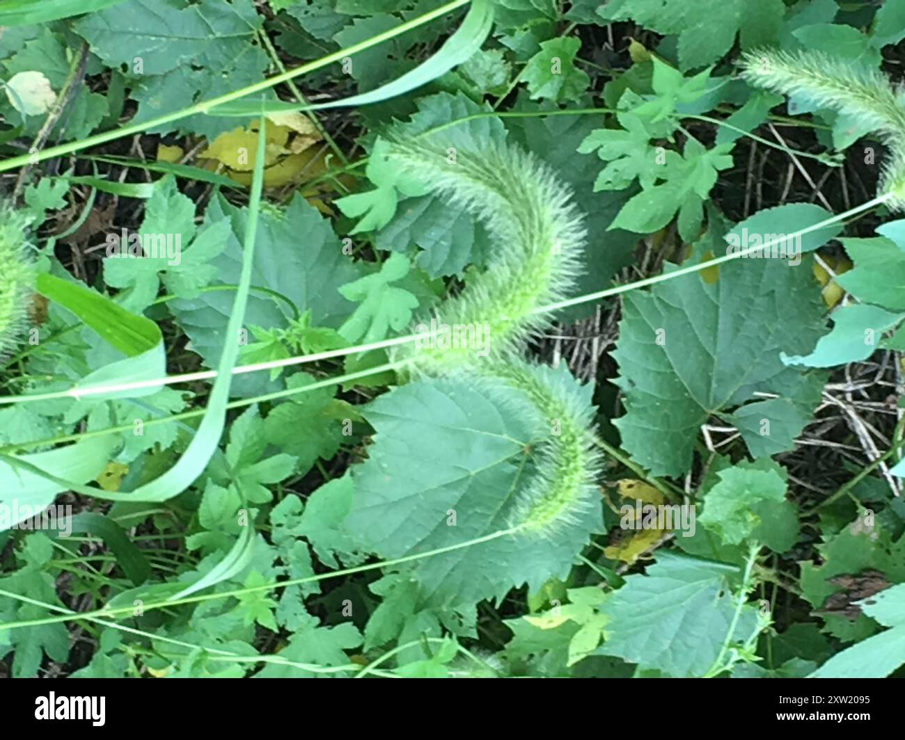 giant foxtail (Setaria faberi) Plantae Stock Photo - Alamy