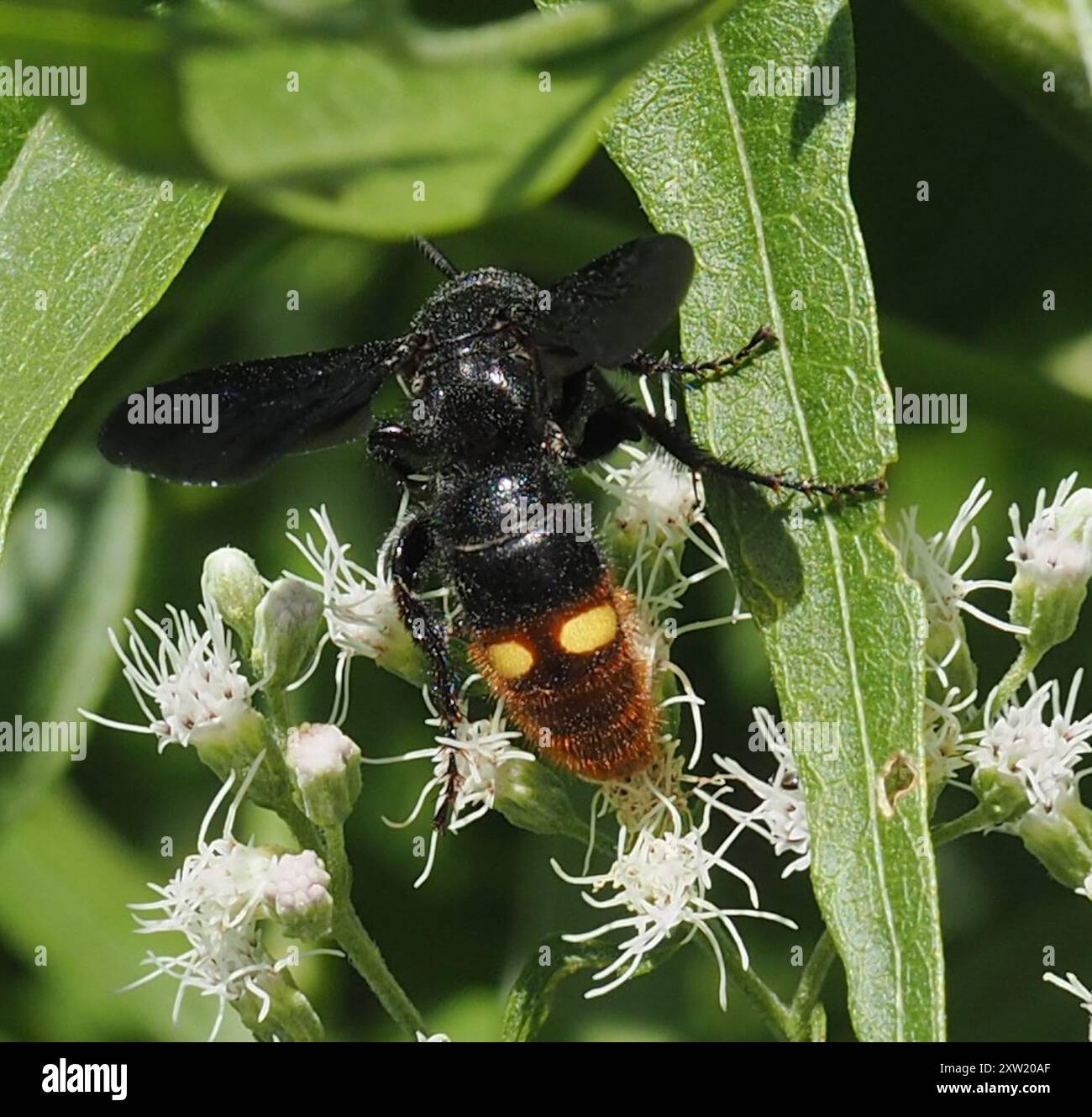 Blue-winged Scoliid Wasp (Scolia dubia) Insecta Stock Photo - Alamy