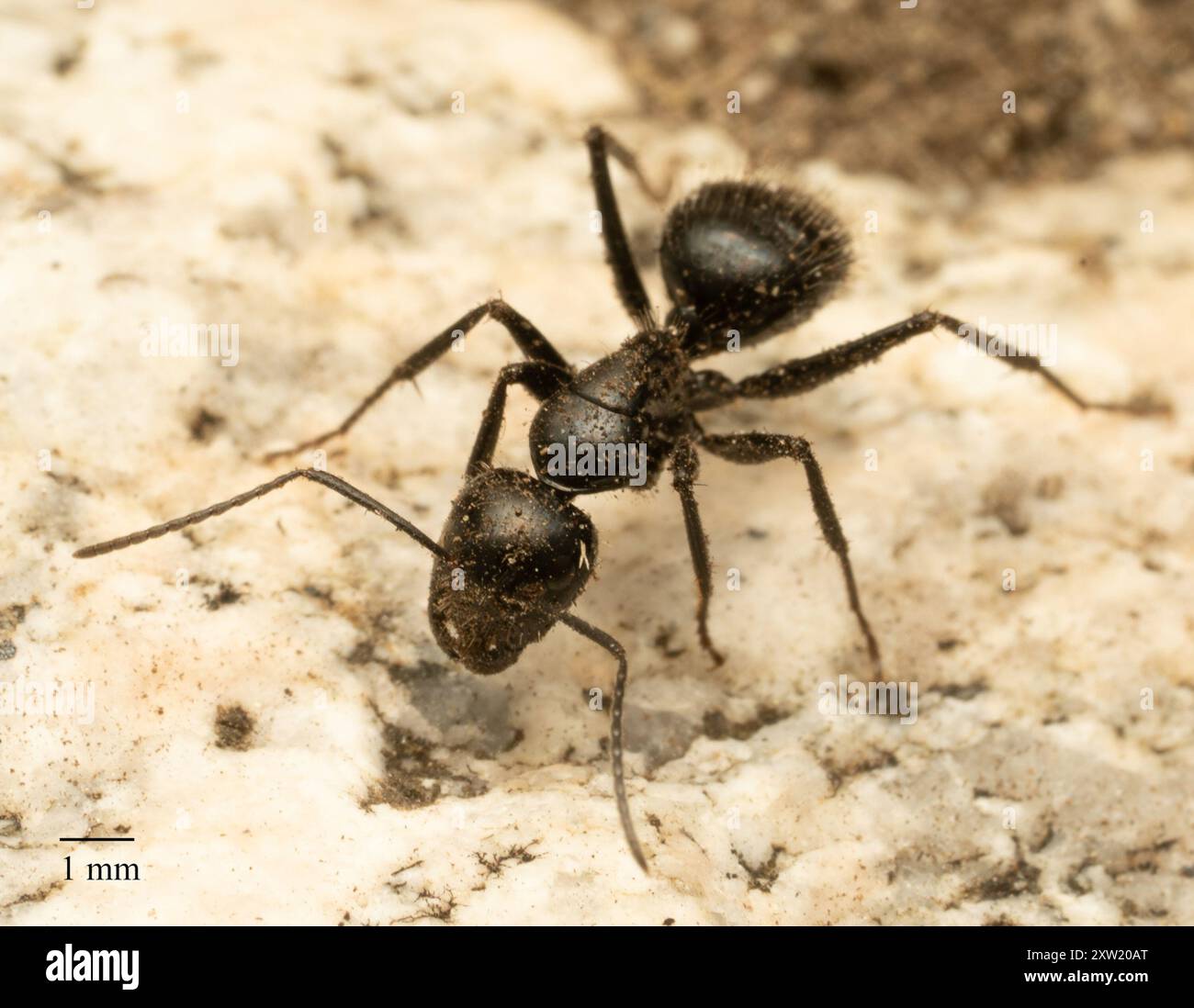 Hairy Smooth Carpenter Ant (Camponotus laevissimus) Insecta Stock Photo ...