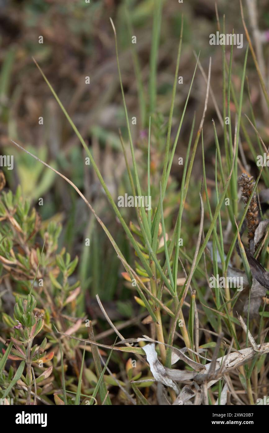 Saltgrass (Distichlis spicata) Plantae Stock Photo - Alamy