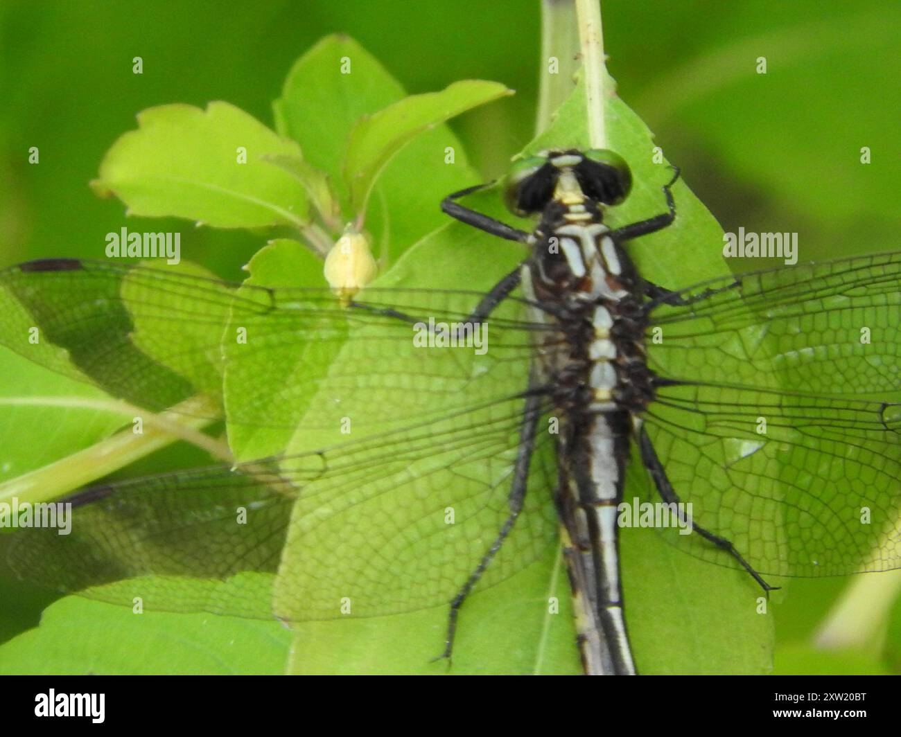 Black-shouldered Spinyleg (Dromogomphus spinosus) Insecta Stock Photo ...