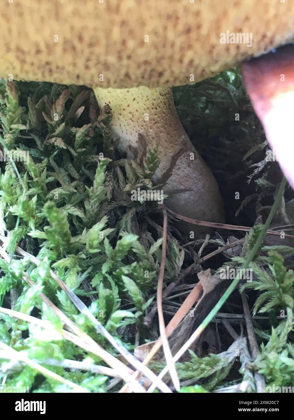 Slippery Jacks (Suillus) Fungi Stock Photo - Alamy