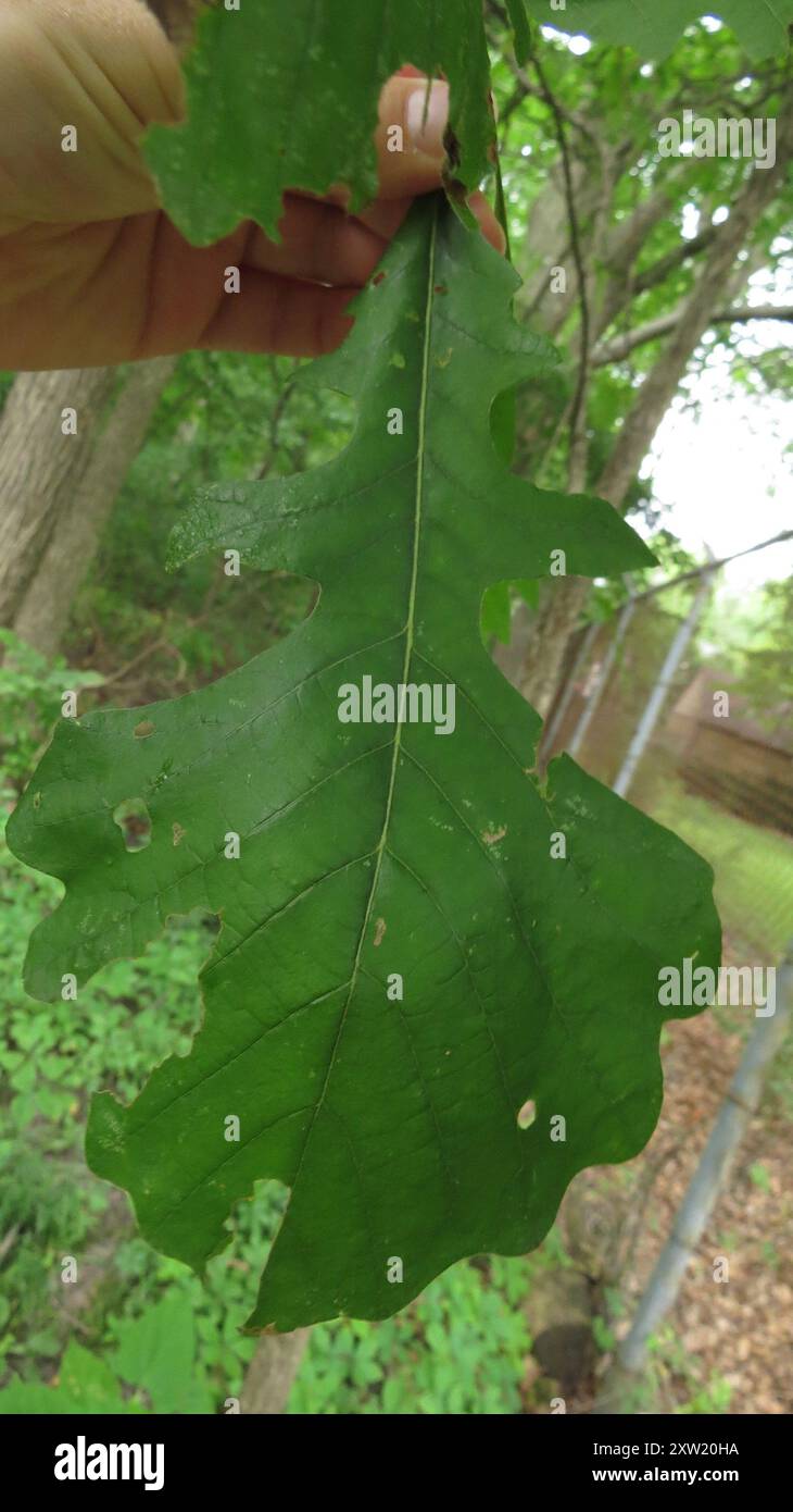 bur oak (Quercus macrocarpa) Plantae Stock Photo - Alamy