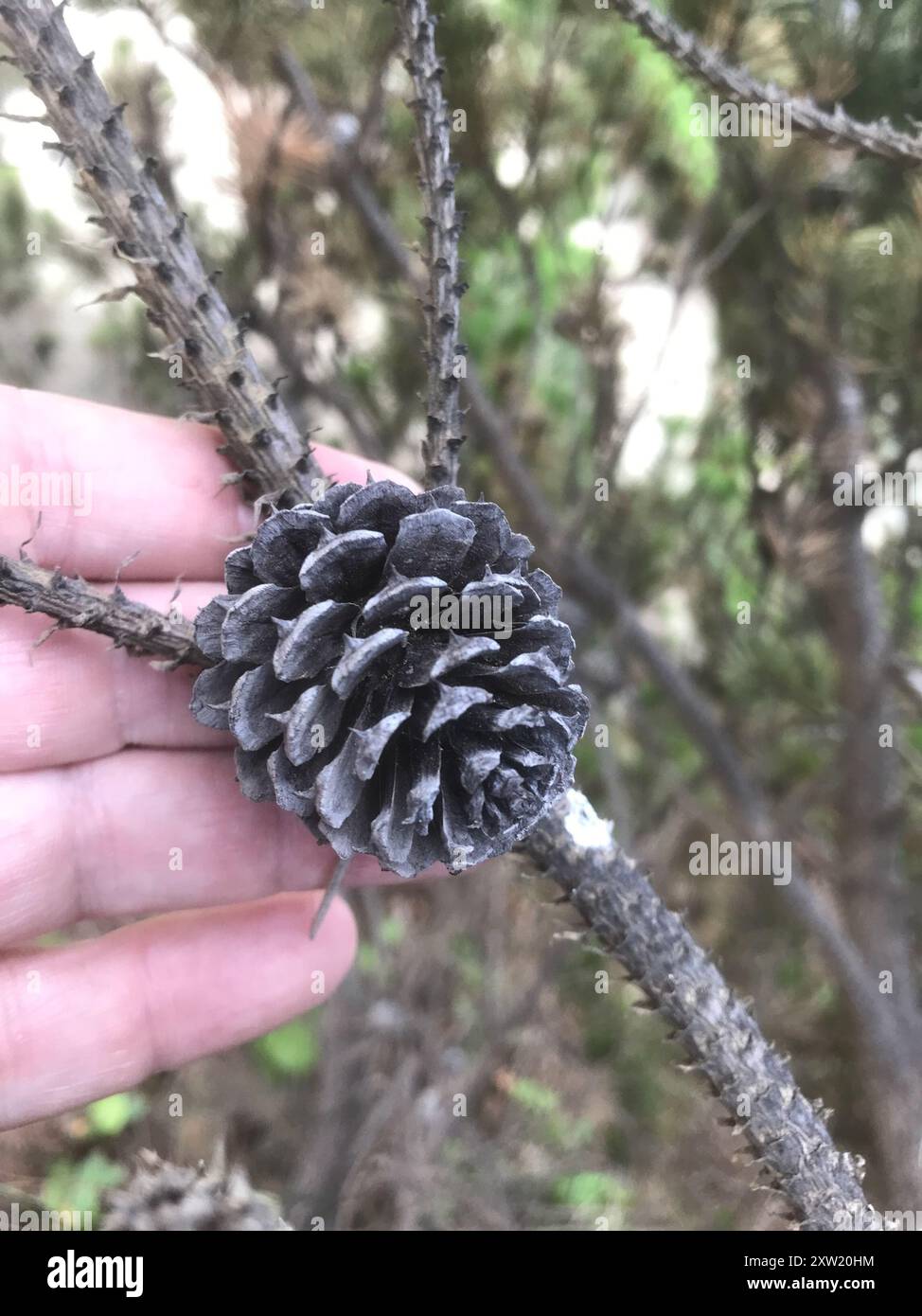 Shore Pine (Pinus contorta contorta) Plantae Stock Photo - Alamy
