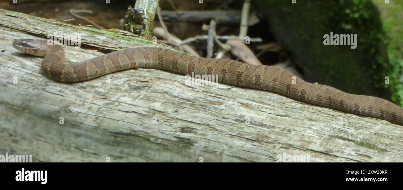Common Watersnake (Nerodia sipedon) Reptilia Stock Photo - Alamy
