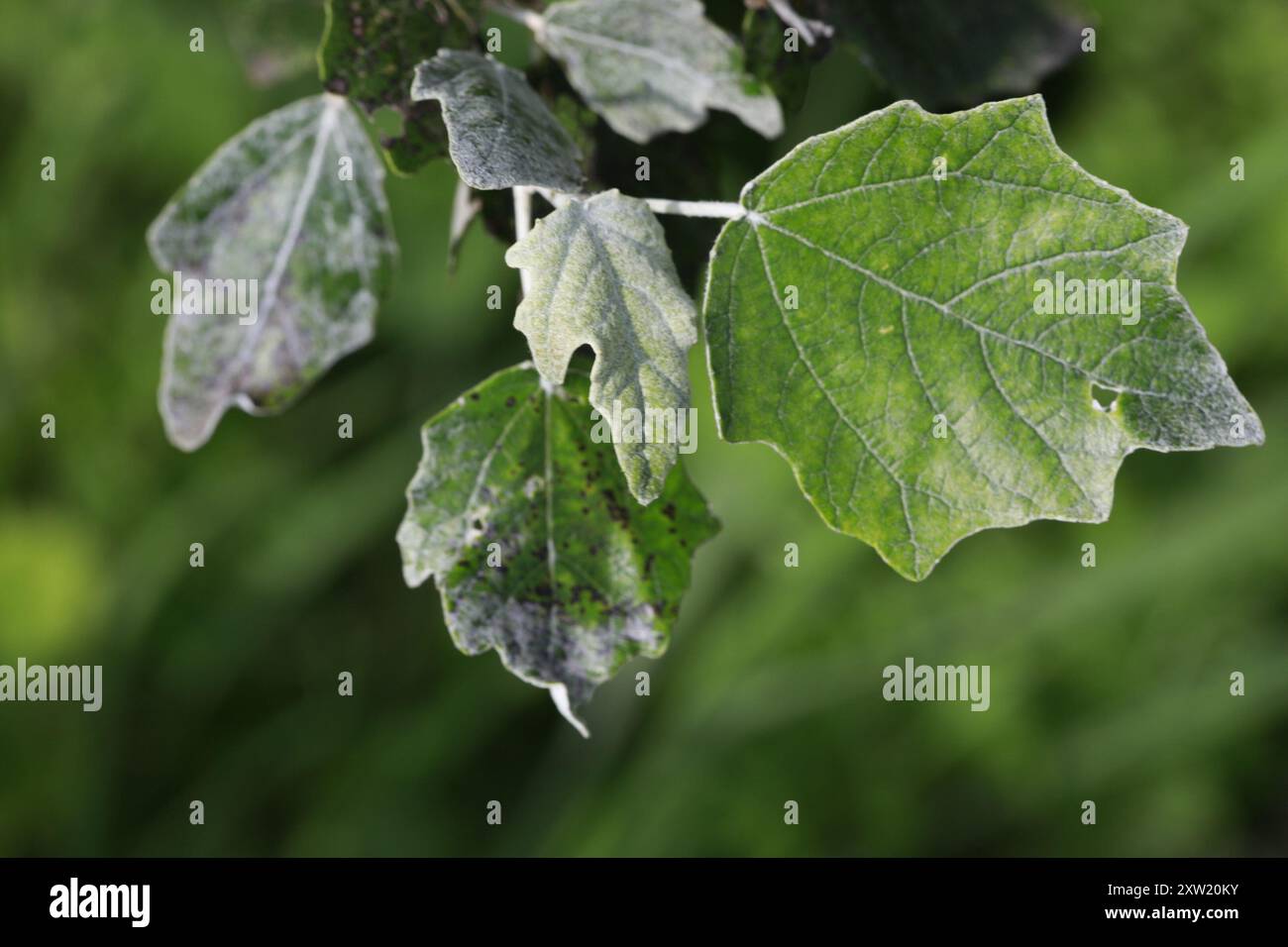 white poplar (Populus alba) Plantae Stock Photo - Alamy