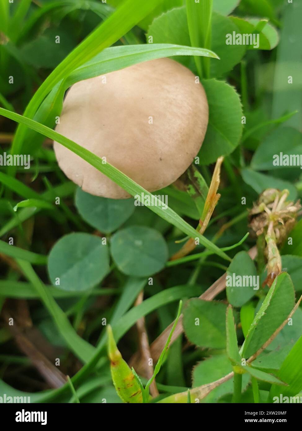 Mower's Mushroom (Panaeolus foenisecii) Fungi Stock Photo - Alamy