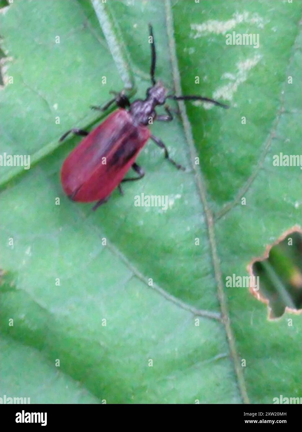 Fire-colored Beetles (Pyrochroidae) Insecta Stock Photo - Alamy