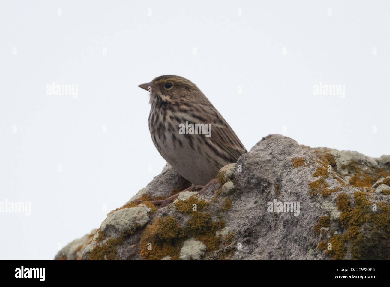Savannah Sparrow (Passerculus sandwichensis) Aves Stock Photo - Alamy
