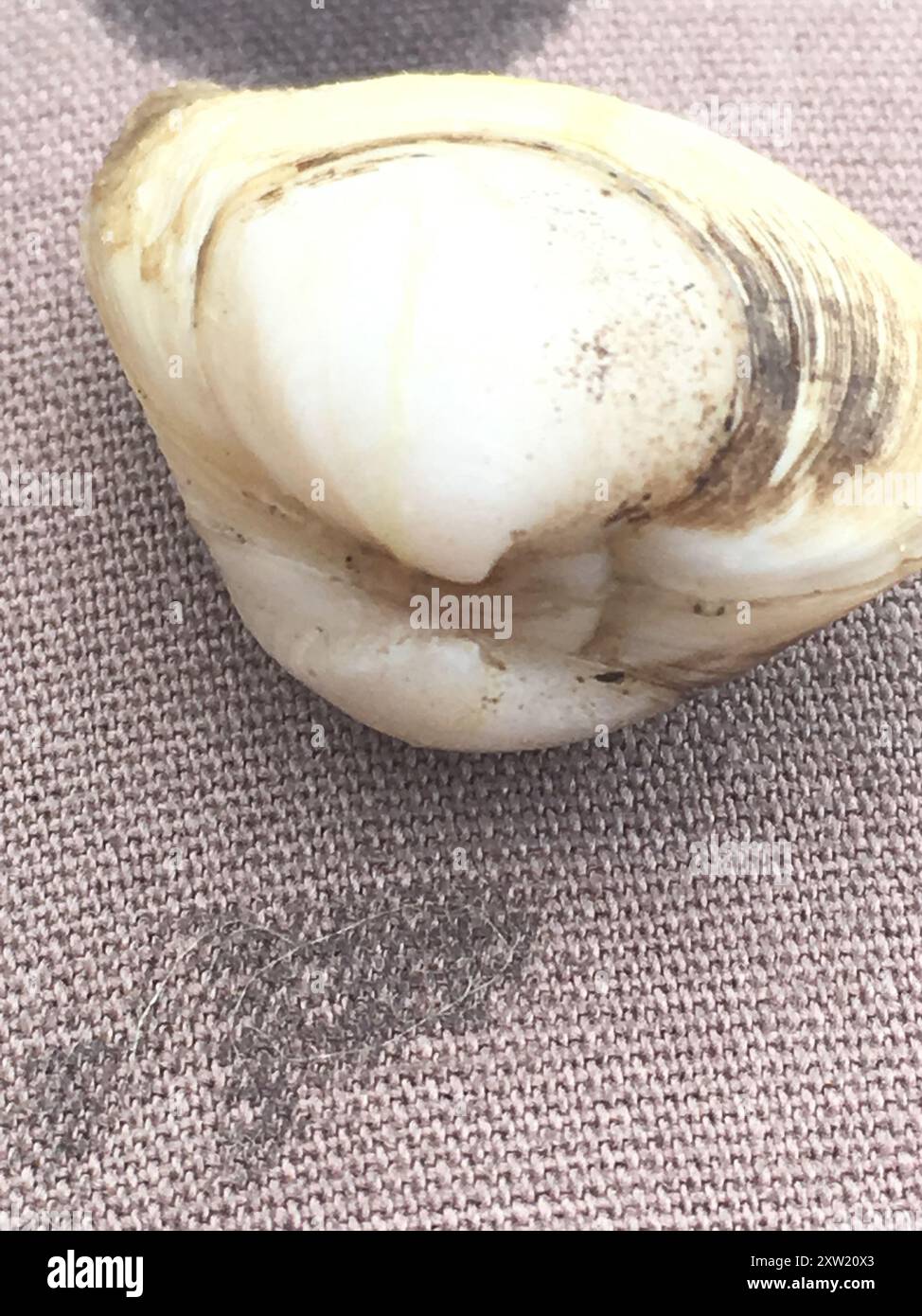 Cut Trough Shell (Spisula subtruncata) Mollusca Stock Photo - Alamy