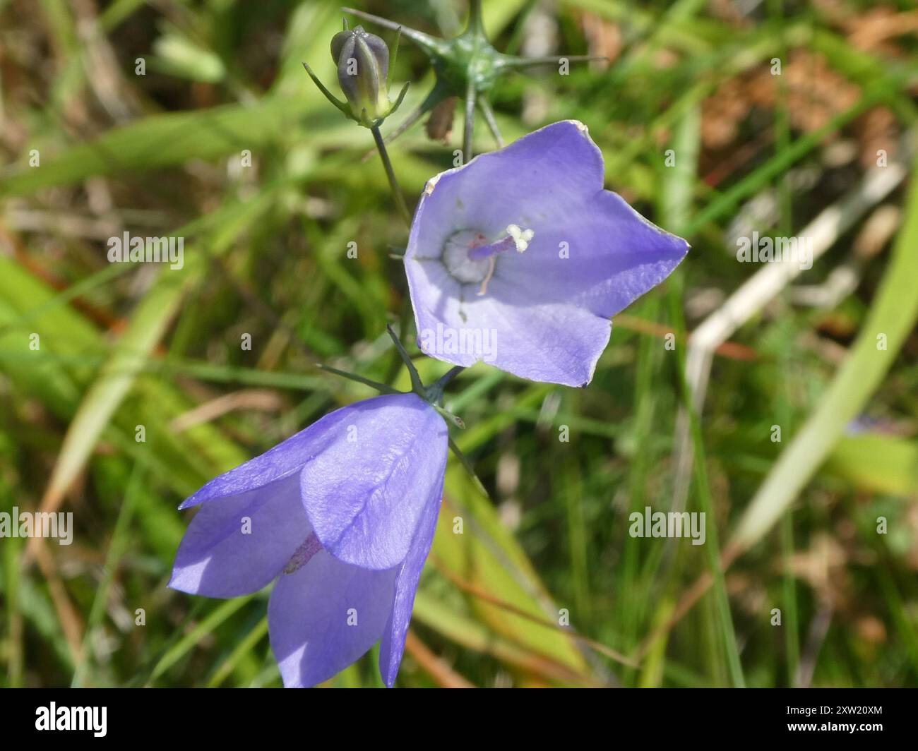 Common Harebell (Campanula rotundifolia) Plantae Stock Photo - Alamy