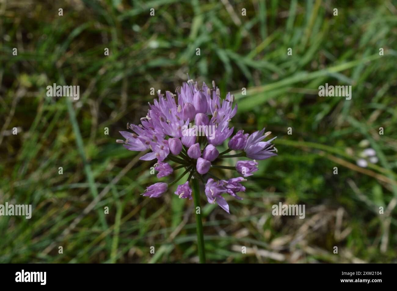German Garlic (Allium lusitanicum) Plantae Stock Photo - Alamy