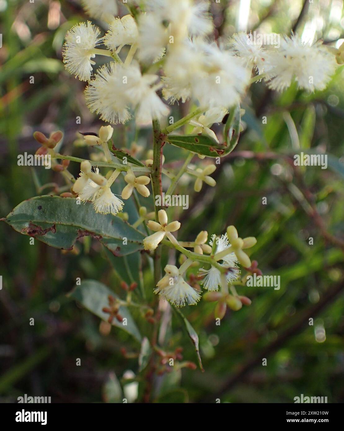 Myrtle Wattle (Acacia myrtifolia) Plantae Stock Photo - Alamy
